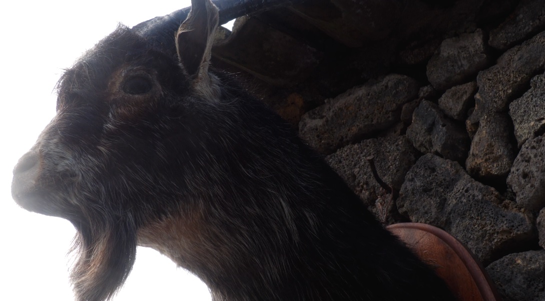 FAJÃ DOS BODES | Bailou-se e cantou-se, ao som das cordas e vozes ...